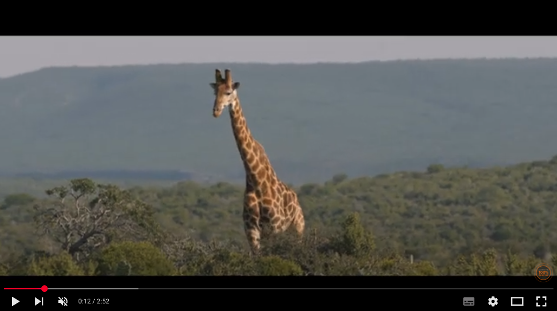 MAJEJE AFRICA SAFARIS : Une chasse inoubliable en famille en Afrique du ...